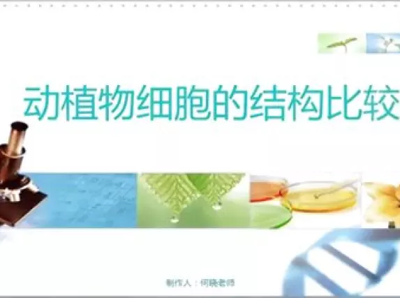 动植物细胞的结构比较