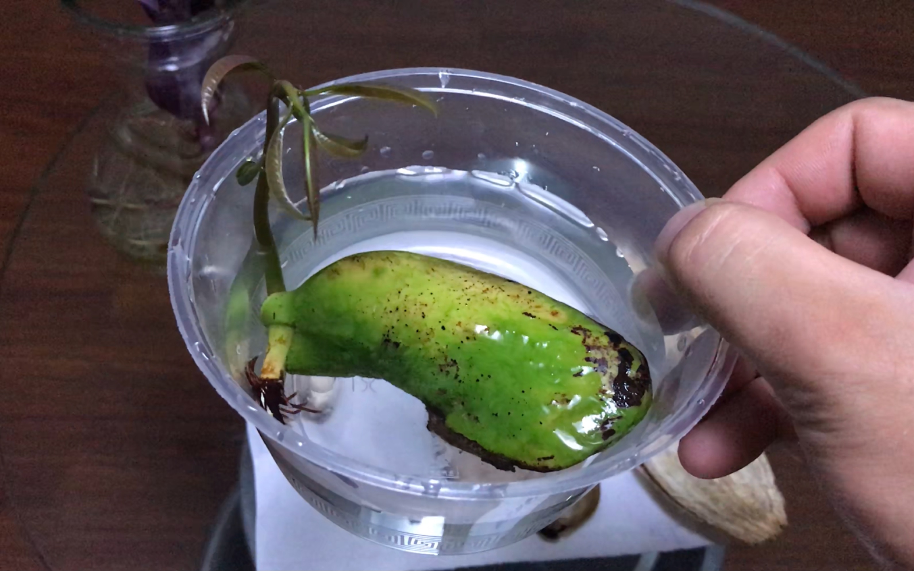 芒果吃完后核不要扔,三分钟教你种出一棵芒果树