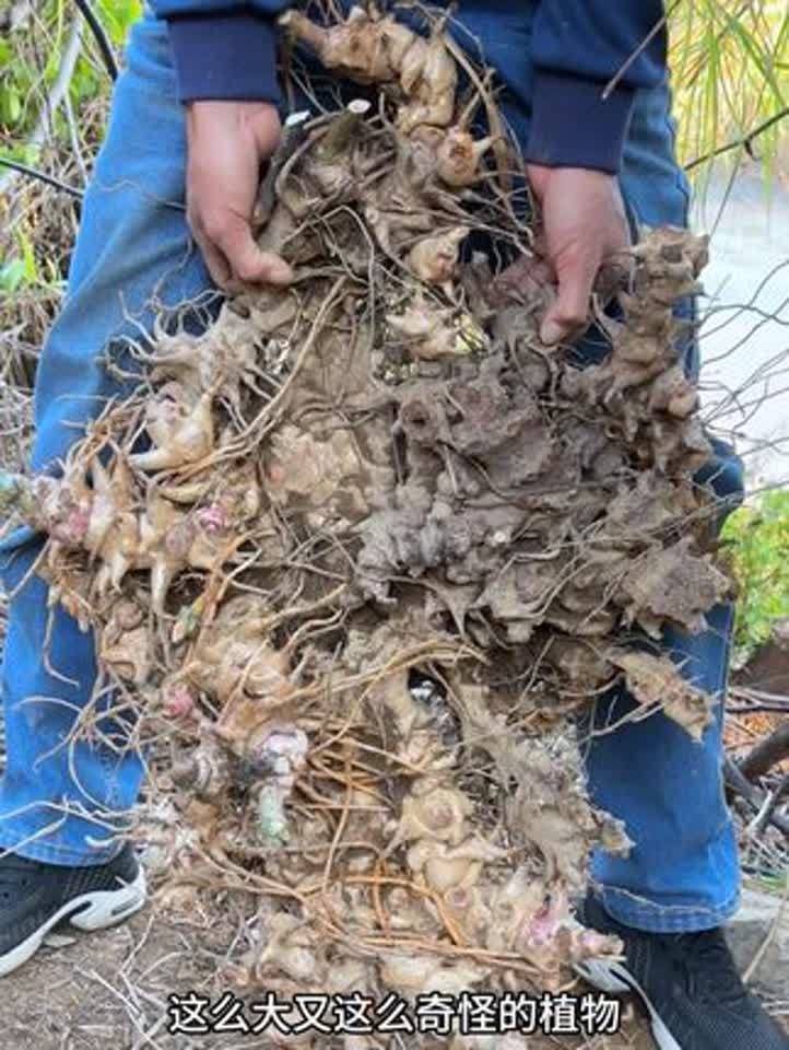采挖金刚藤坚硬的根块,它又名菝葜,剪去根块上的突刺才容易贮存