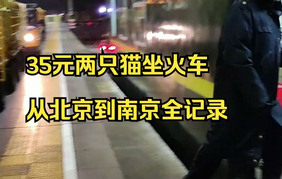 35元两只猫坐火车从北京到南京全记录vlog