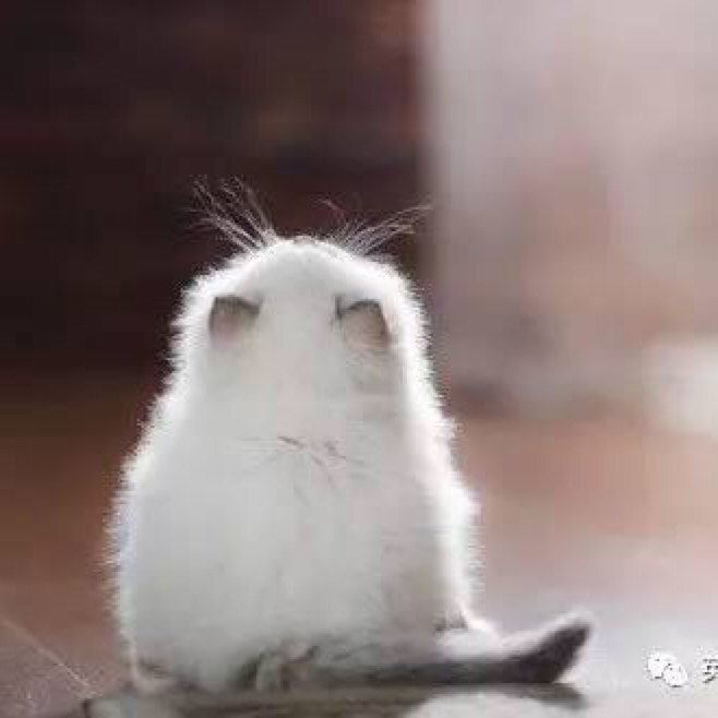 种花家的大胖兔 