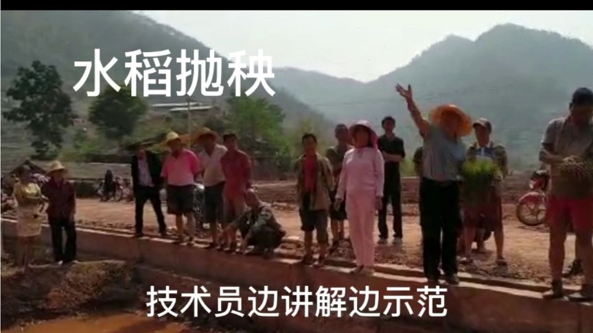 栽秧插稻的人们:正是春耕夏耘好时节,快学水稻抛秧技术省时高效