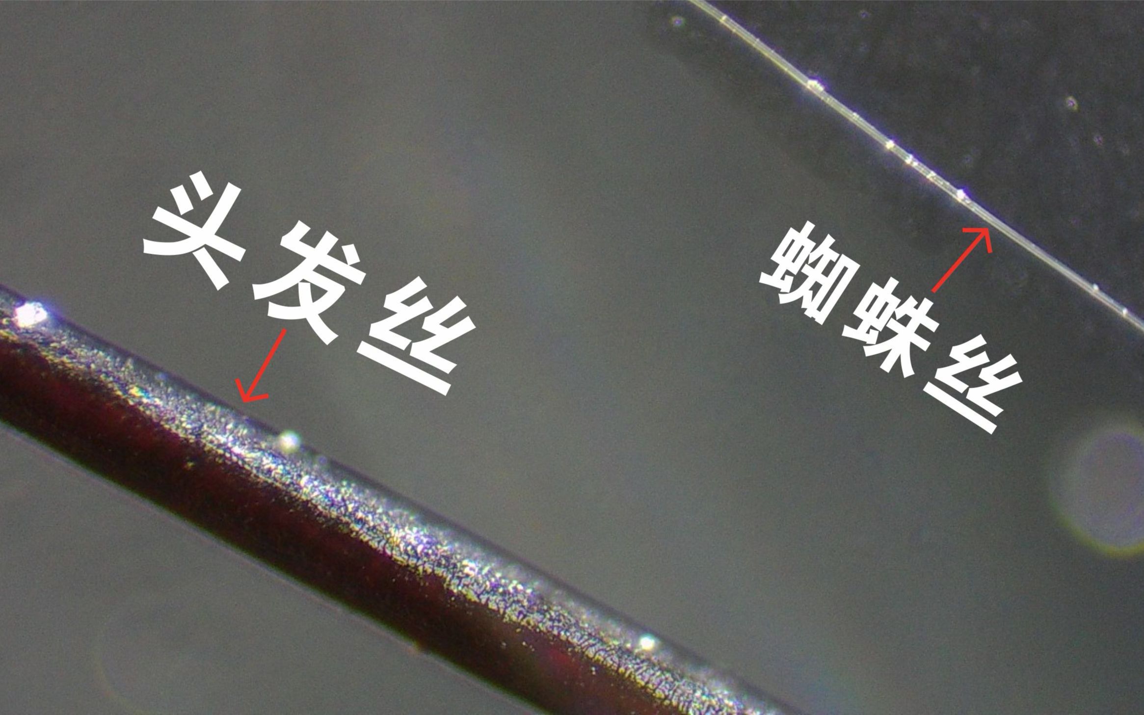 显微镜下观察蜘蛛丝:比头发丝细1000倍,但比钢铁还硬