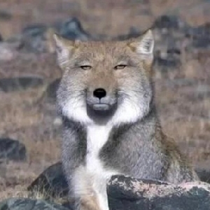 獭基克施滩 