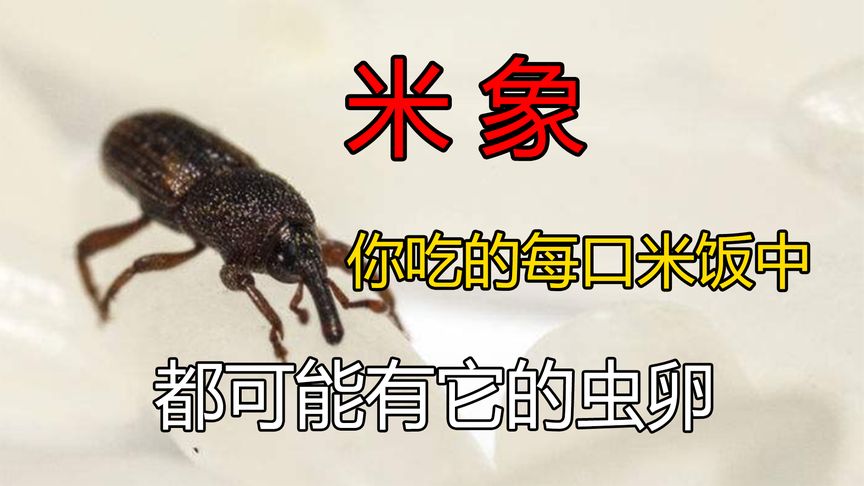 米袋中的米象,如何凭空置身米袋中?你吃的米饭里可能有它的幼虫