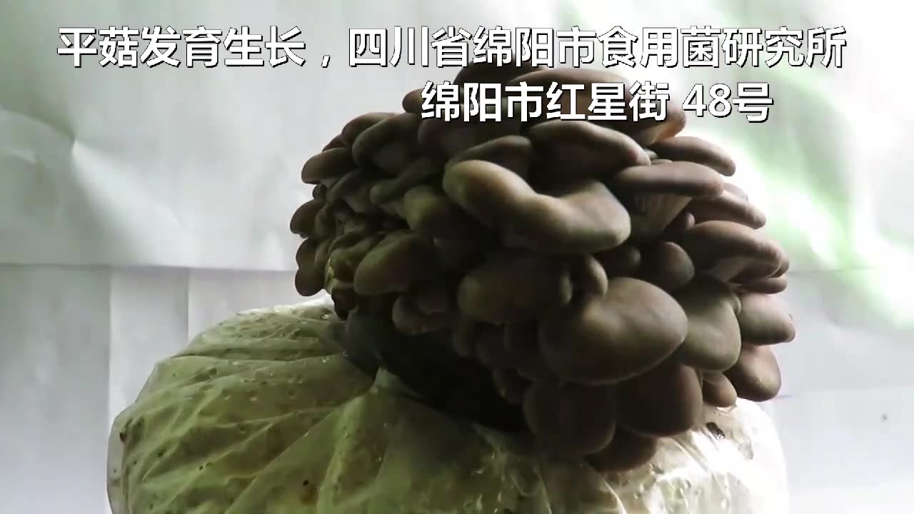 平菇发育生长过程,四川省绵阳市食用菌研究所
