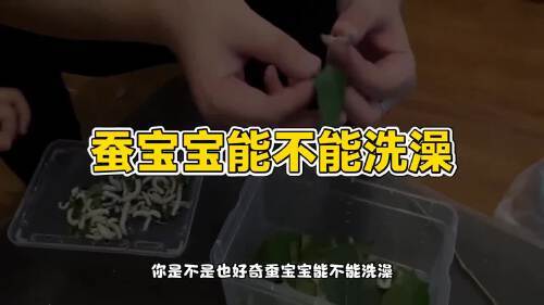 蚕宝宝洗澡竟会致命?揭秘背后惊人真相!