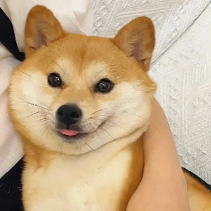 只给美乃滋主播上舰 