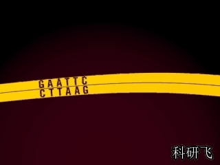 DNA重组过程动画