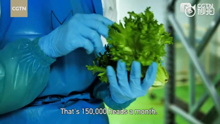 【开眼看世界】一起来看颠覆传统种植方式的日本垂直农场模式