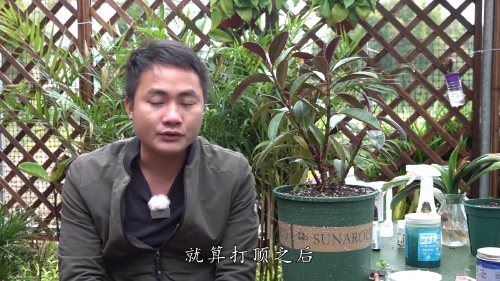 用这3招,橡皮树不用砍头也能长侧芽