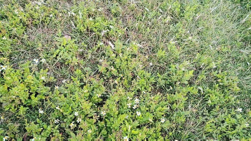 好多鬼针草 鬼针草功效与作用 一花一草一世界 捕捉身边的花草
