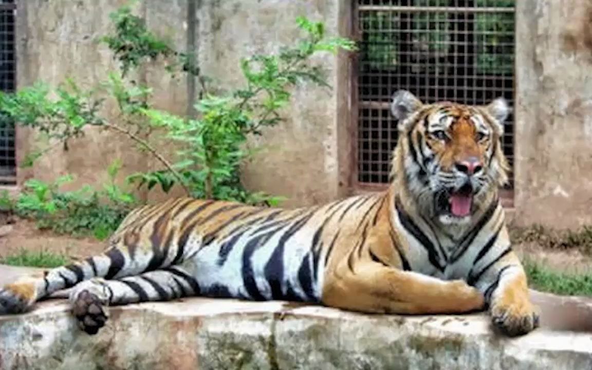 瑞典动物园老虎染新冠被安乐死,猫科动物会将病毒再传染给人吗?【...