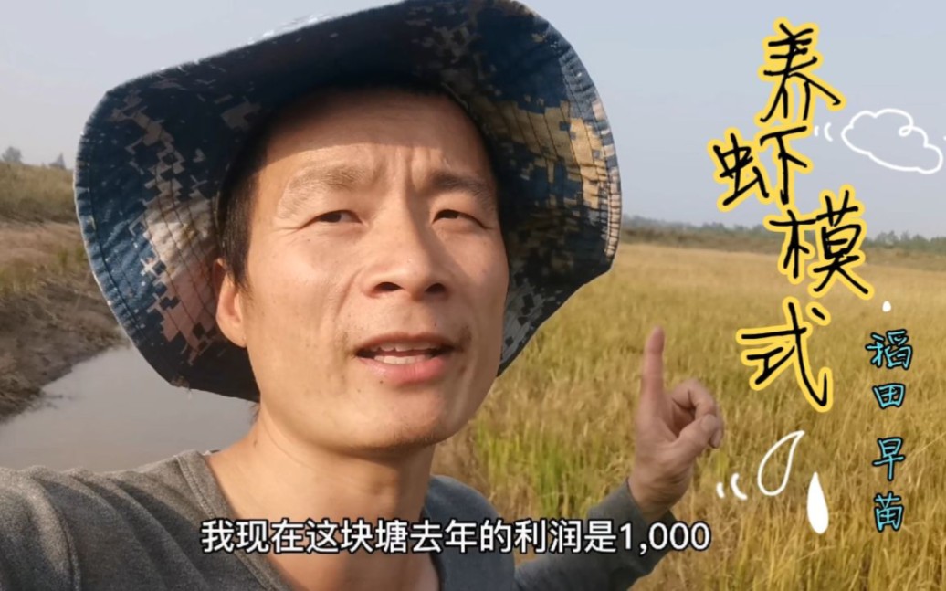 养小龙虾模式很重要,阿金徘徊了几年,下决心搞虾稻田早苗