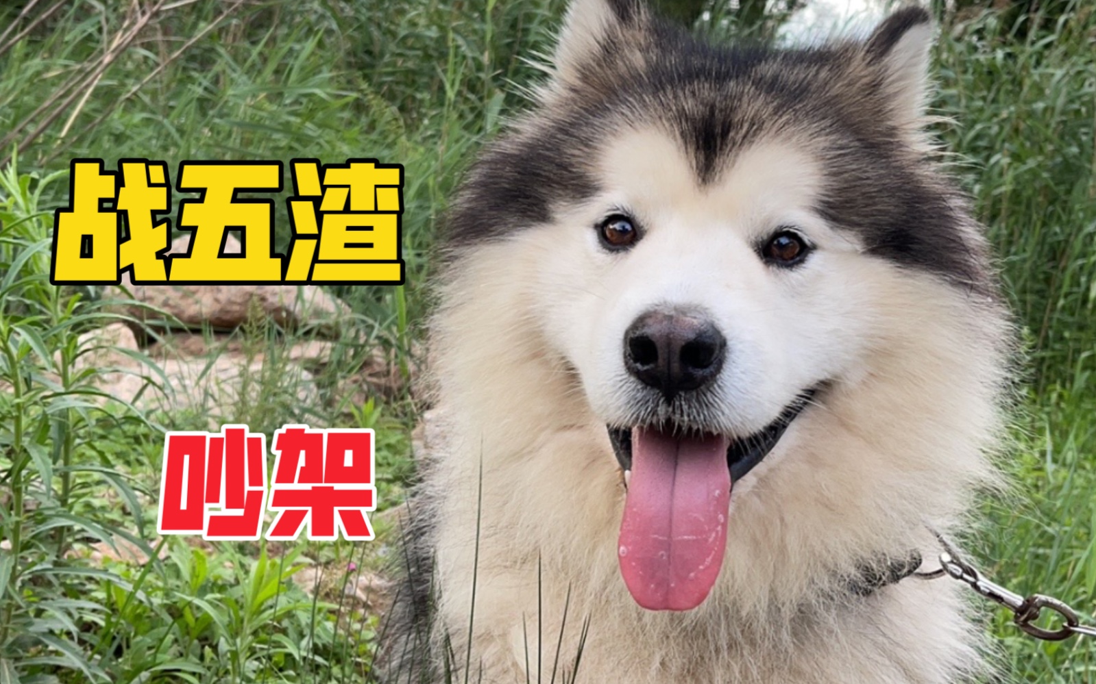 又怂又憨的阿拉斯加,和一只拉布拉多吵架,奶凶奶凶的样子,太搞笑了!