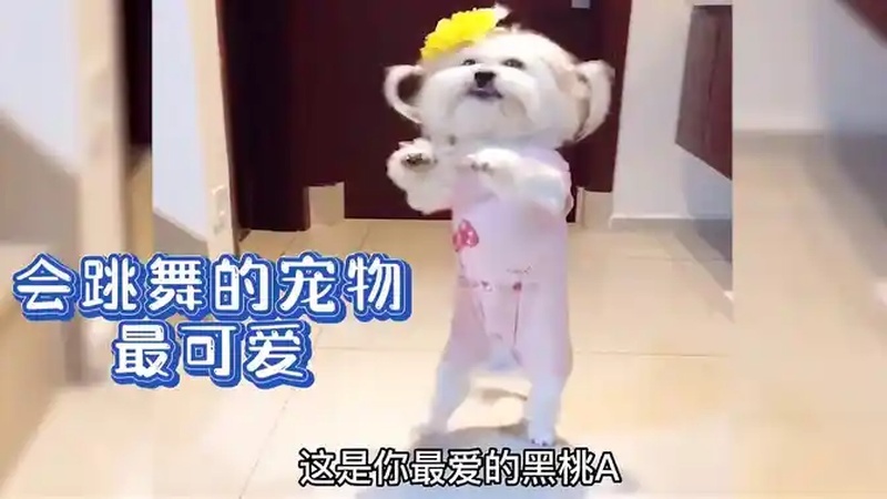 会跳舞的狗狗真可爱,看样子玩的很嗨呀