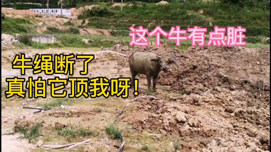 工地生活记录;去现场贴巡查记录,真怕这头牛顶我,太热了