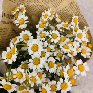 就是芒果佳 