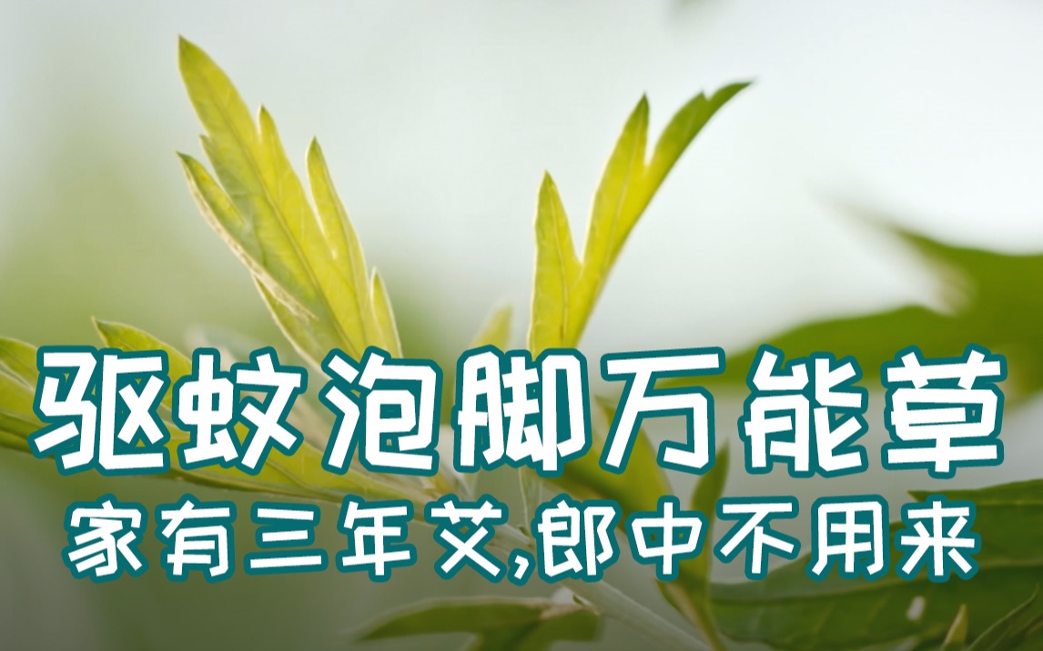 家有三年艾,郎中不用来,这种草可以抗菌抗病毒!
