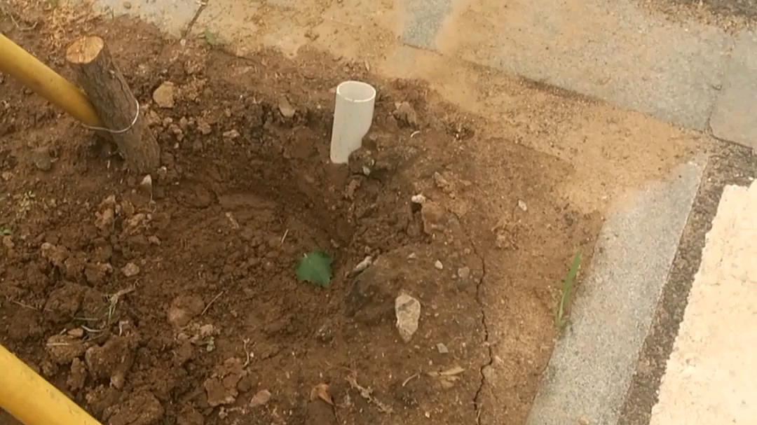 《绿化》埋在树根下的管子有个用途