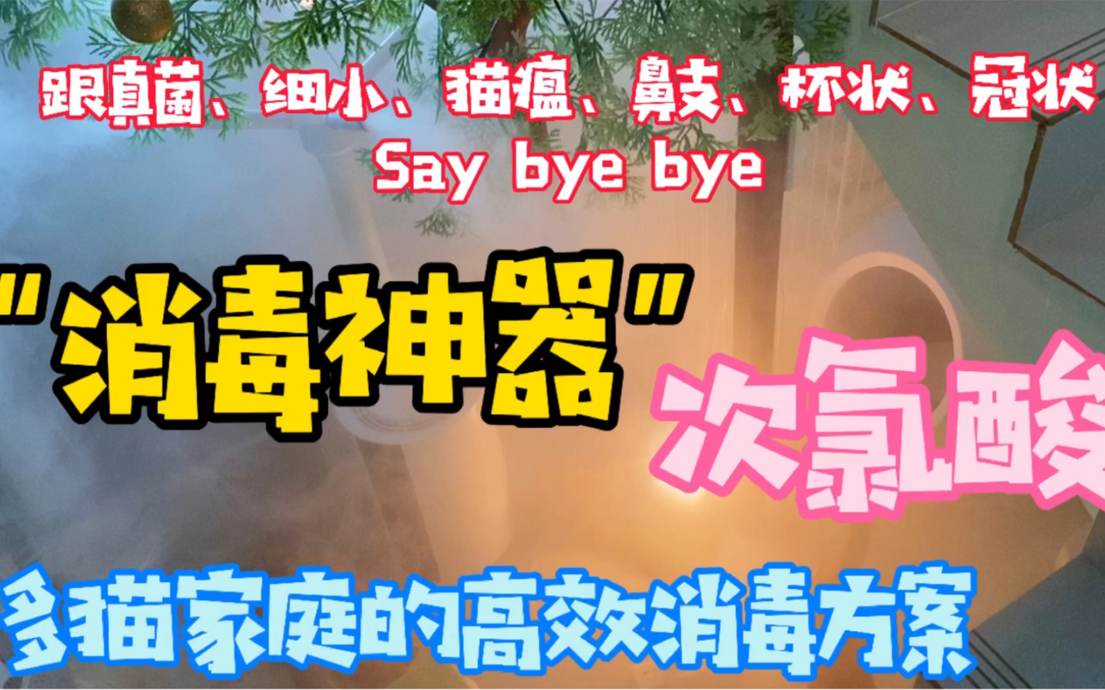 多猫家庭消毒神器:次氯酸!从此跟真菌、细小、猫瘟、鼻支、冠状、杯...