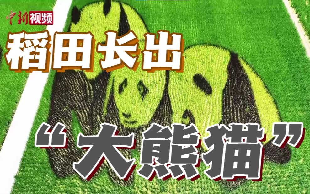 成都温江稻田长出“大熊猫” 彩色稻田引游客打卡