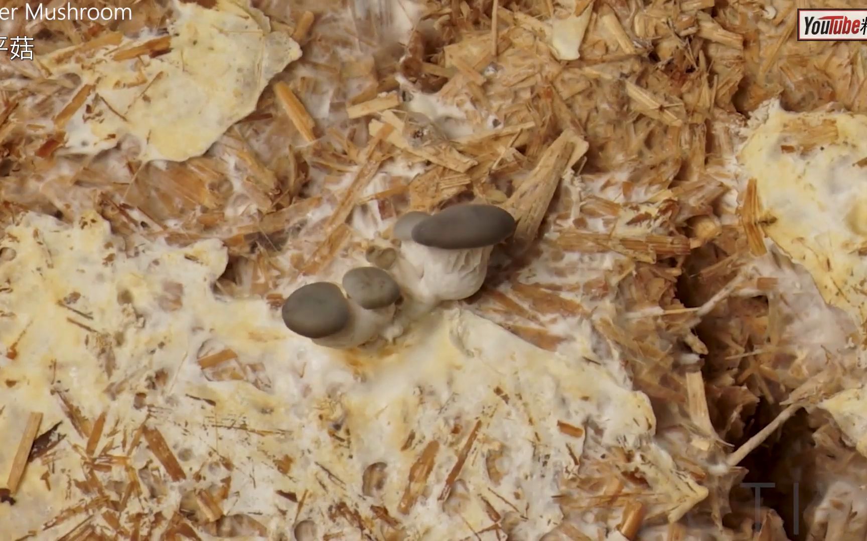 耗时一年拍摄,见证生命的澎湃:微距延时摄影菌菇类生物生长过程