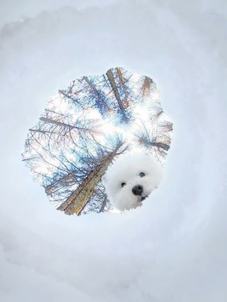 西高地和雪地超配的!Ps-看图片亮度调最高更符合原图哦!