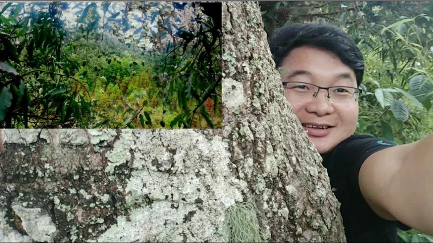 云南最小的芒果,你不一定见过,它却生长在最大的树上。
