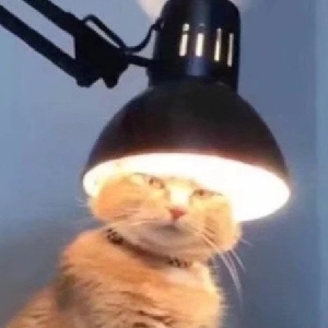 大猫院士 