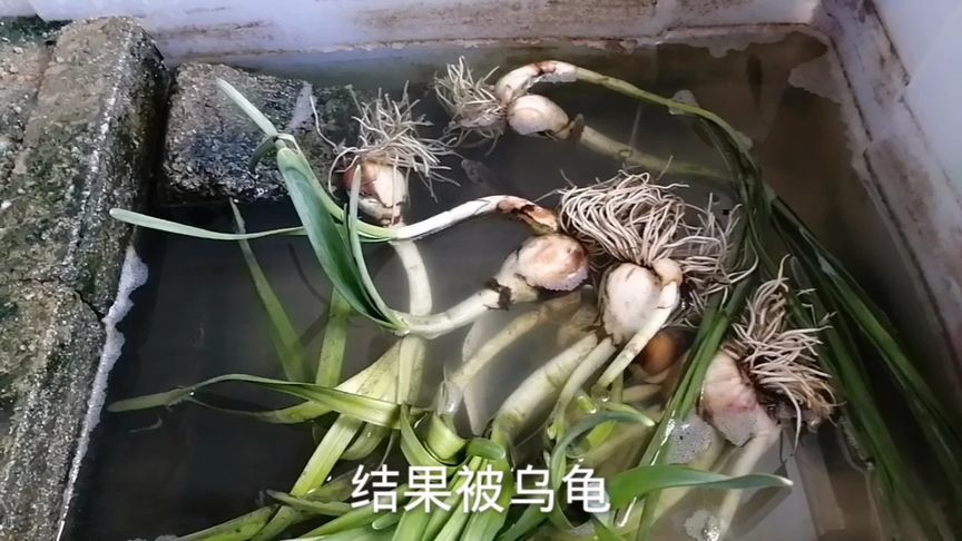 养了一年的乌龟,没有过滤系统,没有水循环,看看是怎么长大的