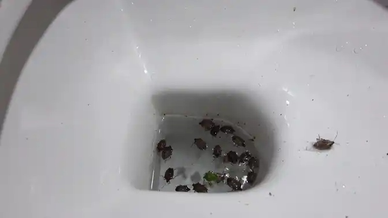 梅雨季节需警惕:女童因蛾蚋幼虫感染持续呕吐