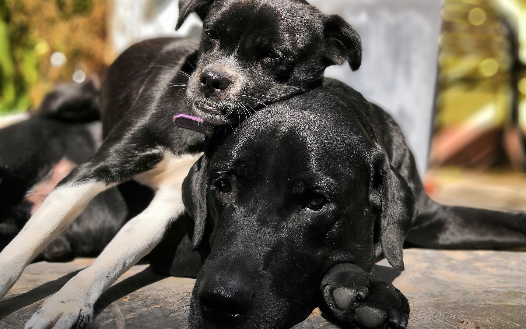 【田园犬】即表情包之后的放飞自我,你敢相信这撅着小屁股的是那个...