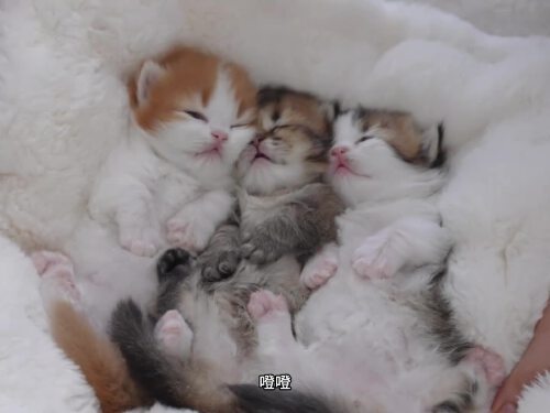 超解压猫抓捏捏乐,三倍快乐