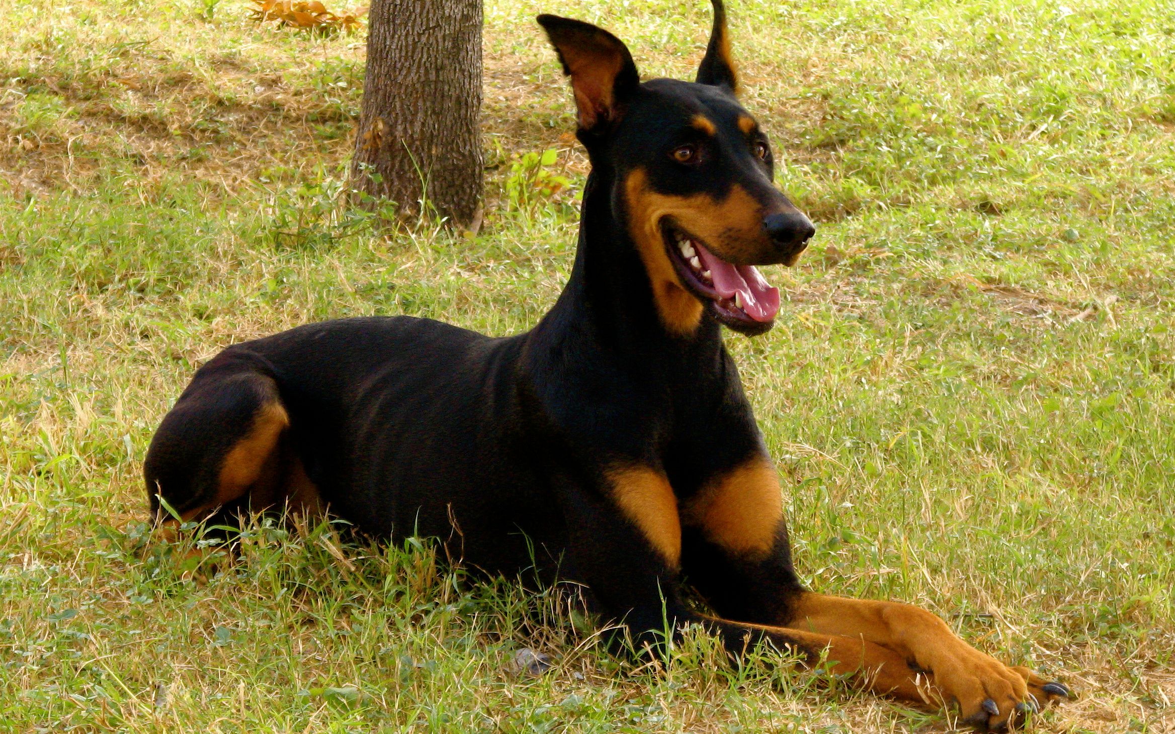 世界排名前四的警犬—杜宾犬