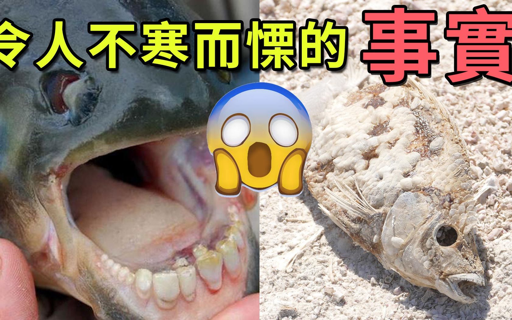 令人不可思议却真实存在的8件事