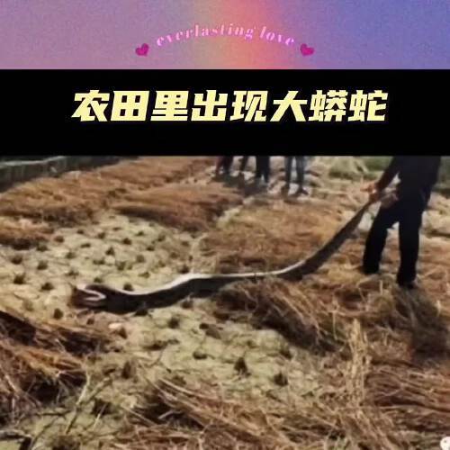 农田里发现大蟒蛇