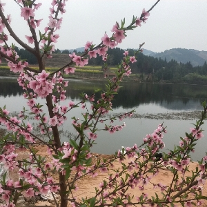 沔城深处 