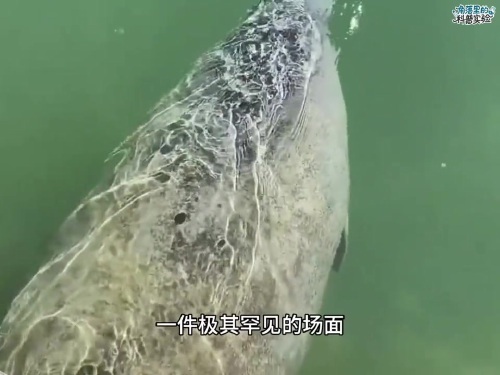 一条巨型的不明生物,竟直接就从桥底之下的海水里面,游了出来