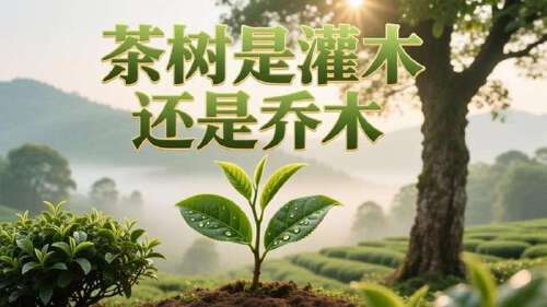 茶树真身揭秘:它竟是伪装成灌木的乔木?