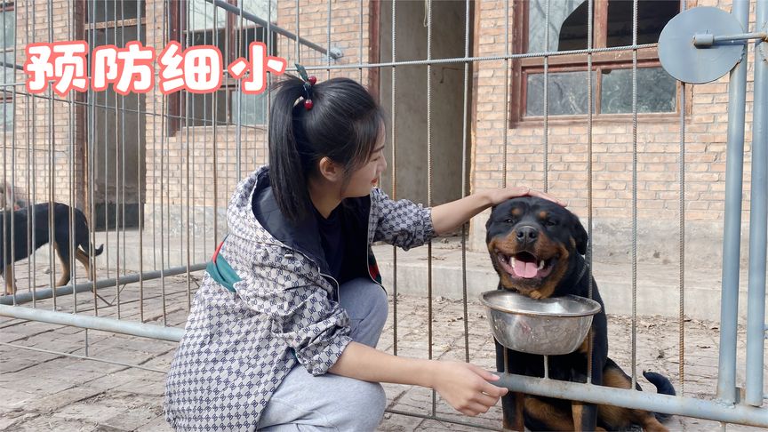 怎么预防幼犬的细小?佳佳告诉你如果发现这些症状,赶紧就医