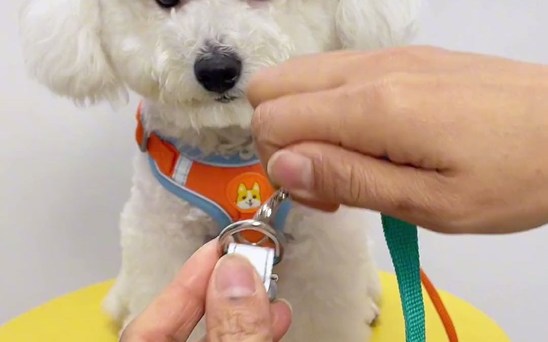 狗狗胸背牵引绳,遛弯必备,安全第一,28斤以内都可以佩戴