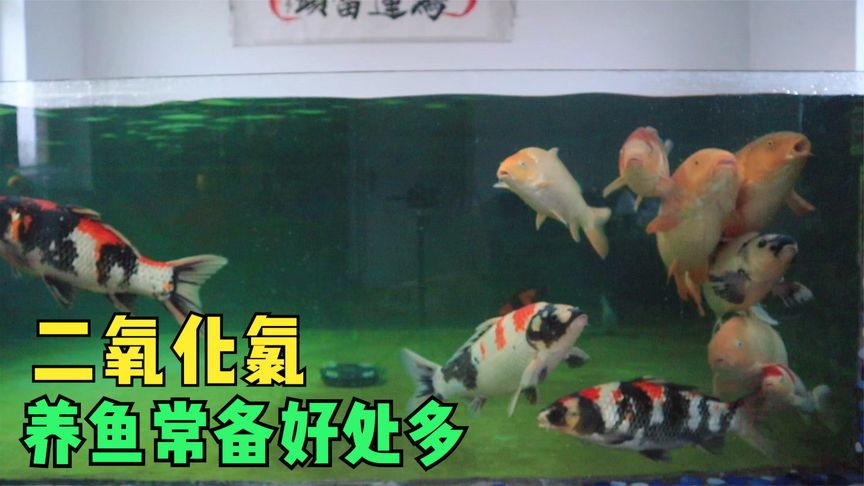 养鱼用二氧化氯定期鱼缸消毒,成本低操作简单安全,防治鱼病