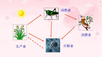 生物八年级下册4.1《生态系统的组成》课本梳理