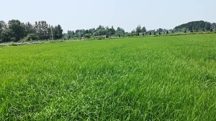 虾稻共生#稻田风光 #抖音小助手