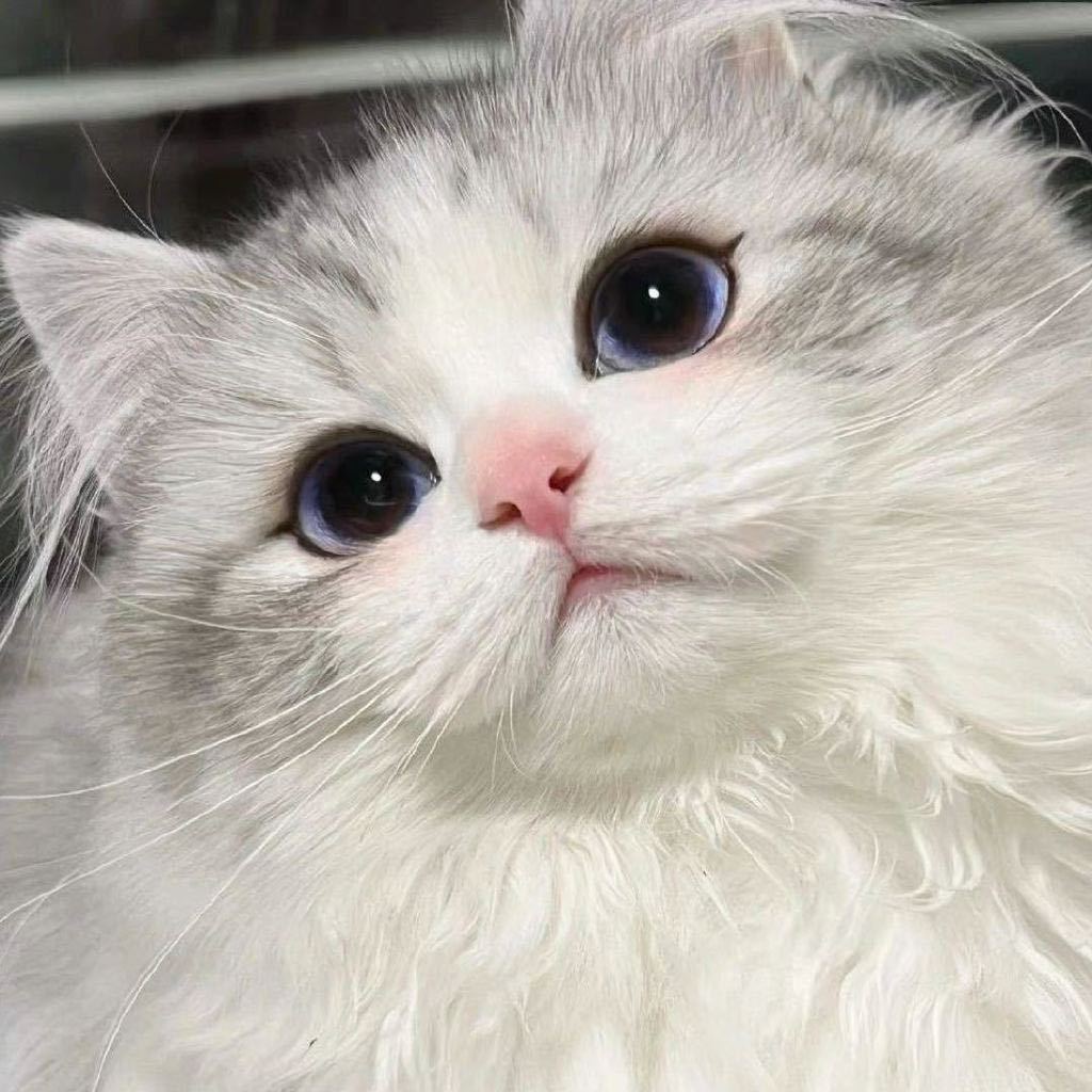 在QAQ 
