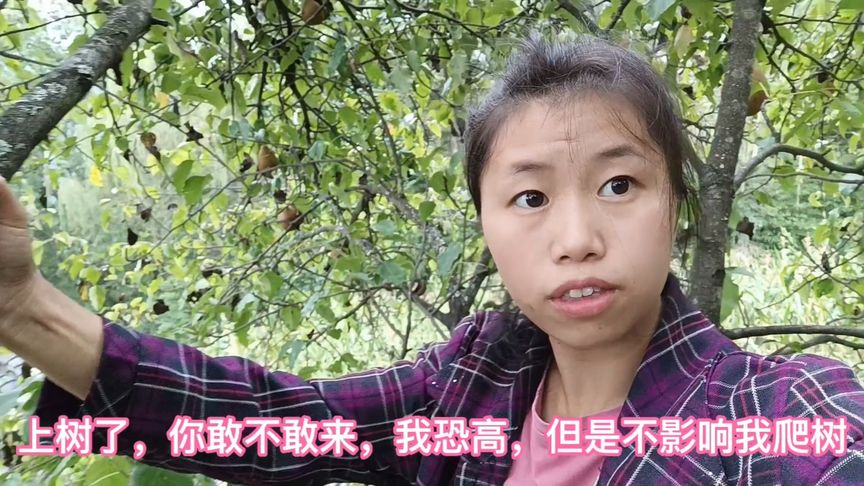 跟我姐和从小一起长大的好朋友一起去亲戚家摘梨子了