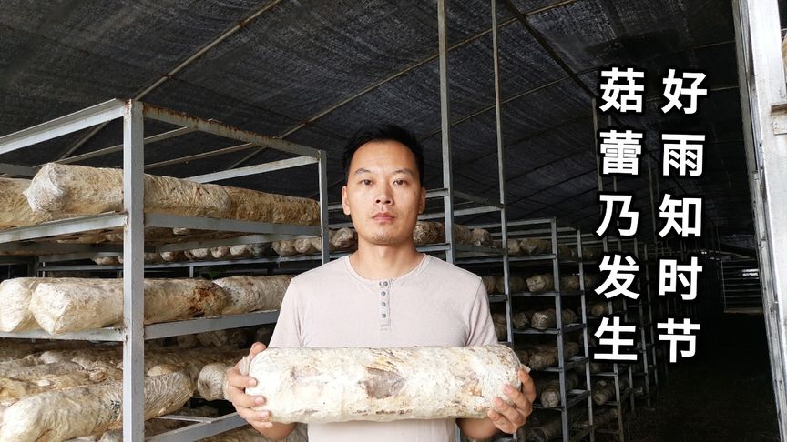高温迎来及时雨,菇蕾生长旺盛,小伙带你了解菌棒生长的过程