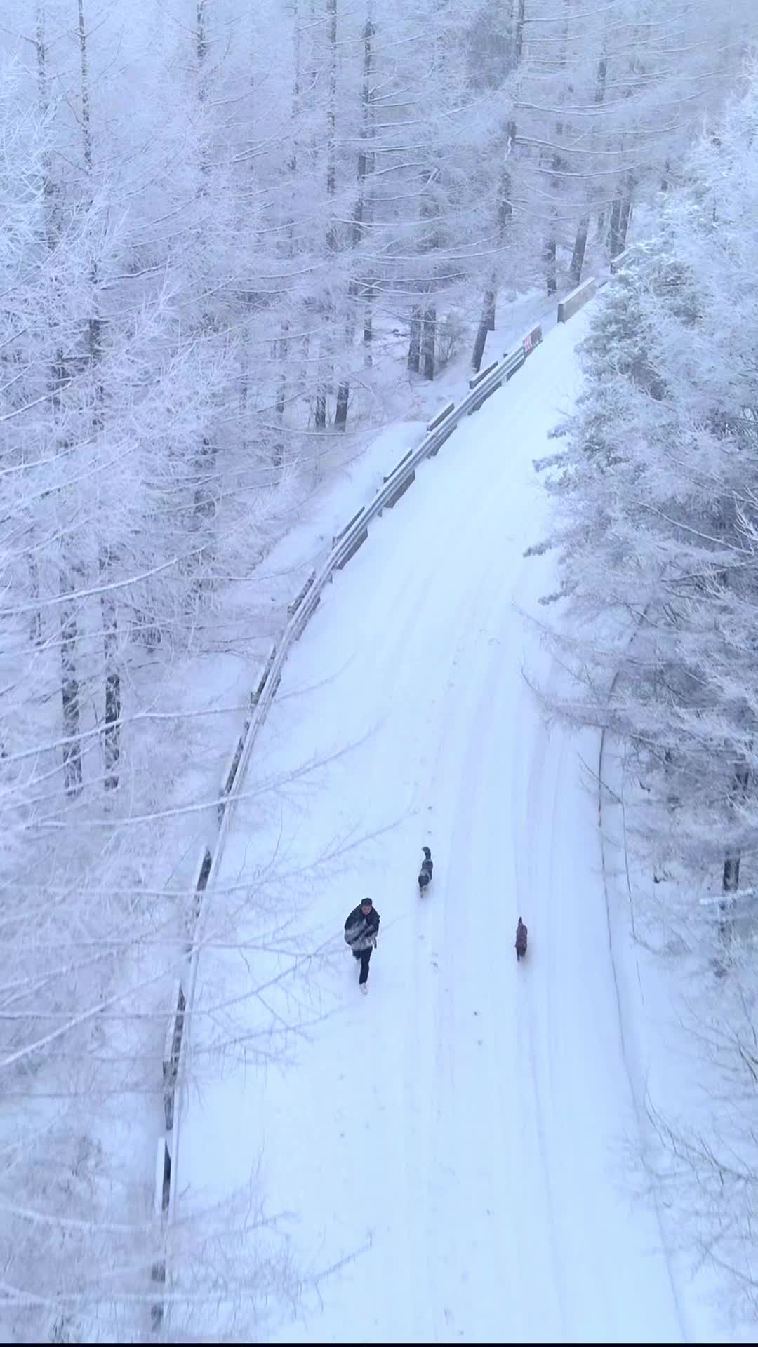 西安鸡窝子的冷杉林迎来第三场大雪,原来童话世界真的存在,这样的...