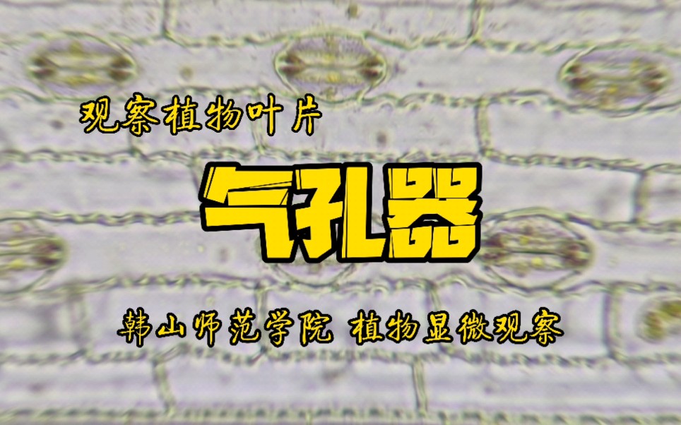 观察植物叶片气孔器,干货满满